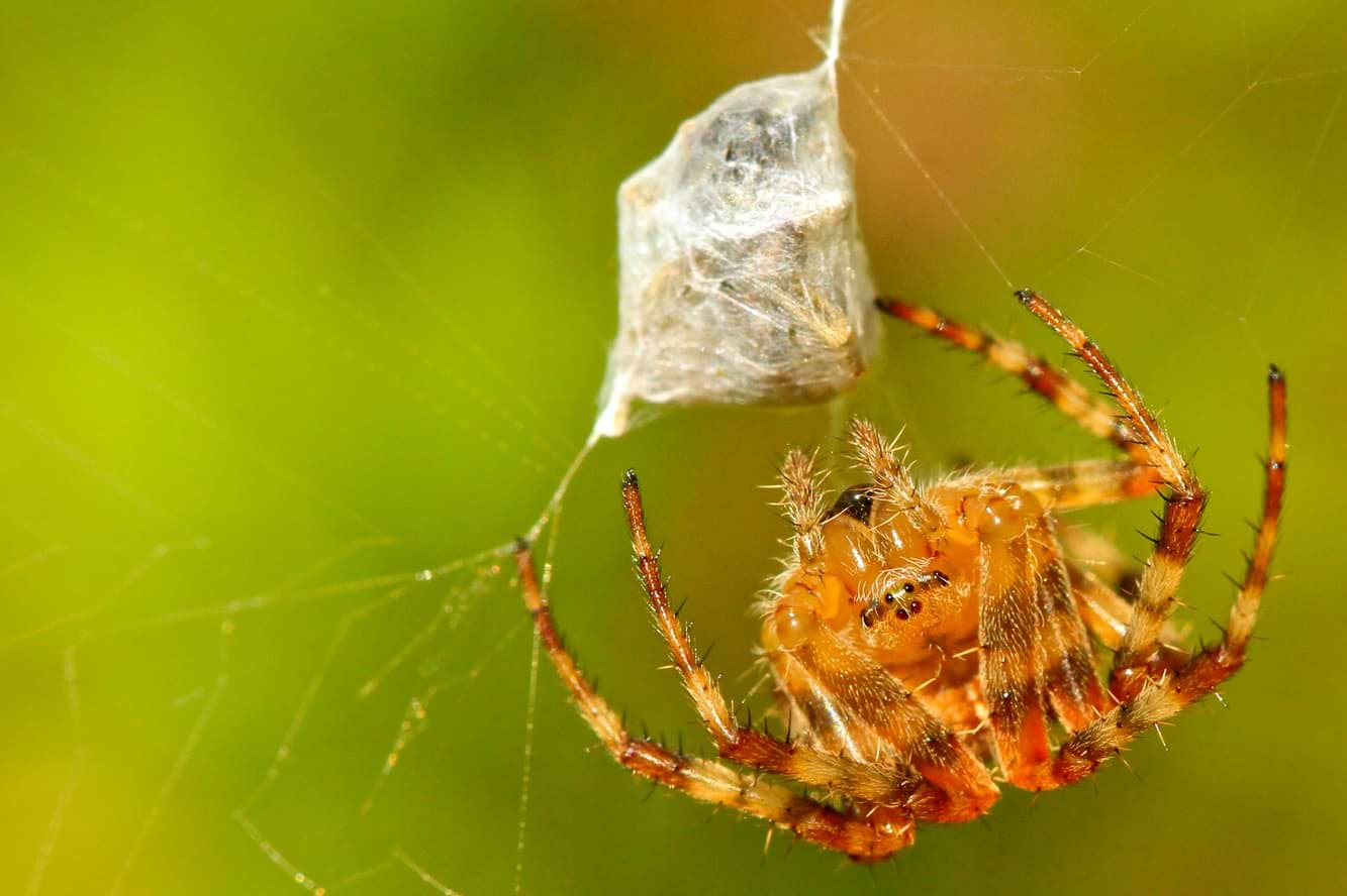 The Miraculous & Stunning Spider Web - Dafuq Facts